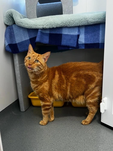 Cats Protection North Wales Cat Centre