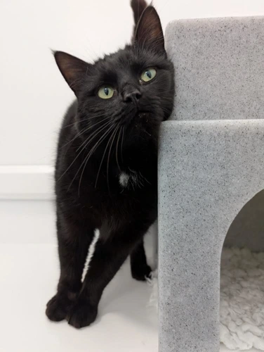 Cats Protection Leeds Cat Centre