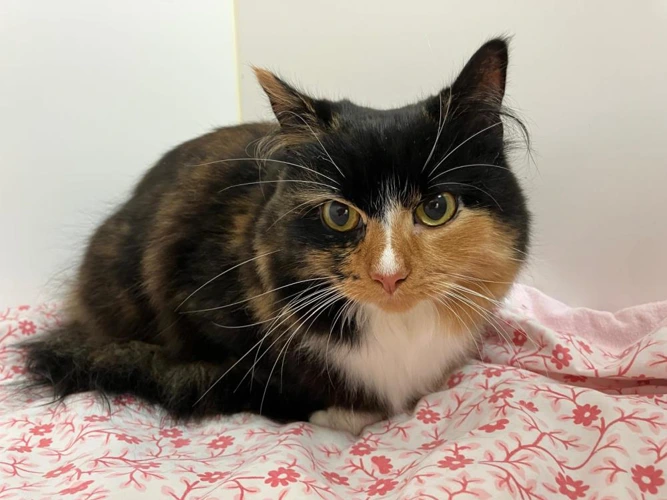 Cats Protection Arbroath & Central Angus Branch