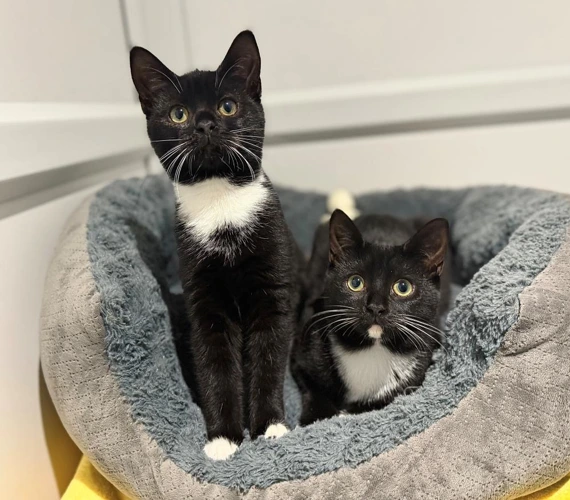 Cats Protection Leeds Cat Centre