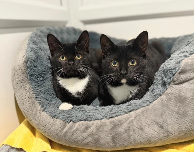 Cats Protection Leeds Cat Centre