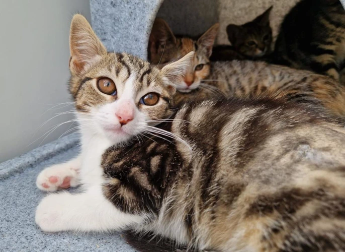 Cats Protection Walsall Borough Branch