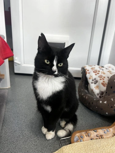 Cats Protection North Wales Cat Centre