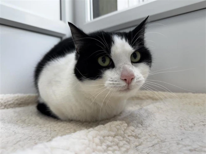 Cats Protection Central Norfolk Cat Centre