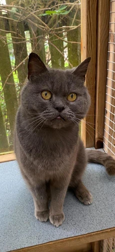 Cats Protection Halesowen & District Branch