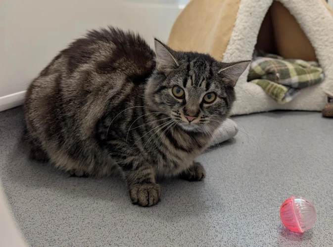 Cats Protection Devon Cat Centre