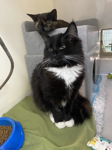 Cats Protection Derbyshire Cat Centre