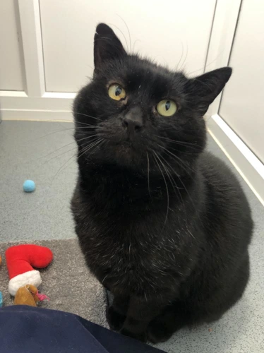Cats Protection Tyneside Cat Centre