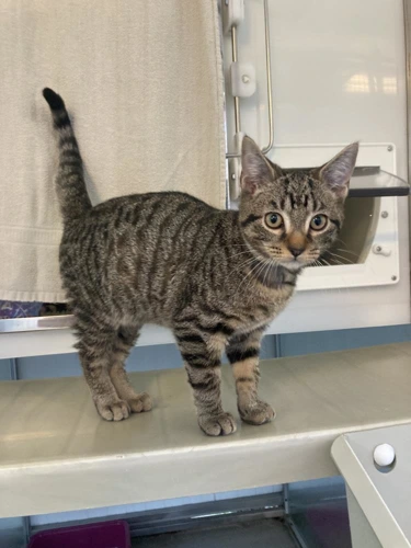 Cats Protection Cornwall Cat Centre