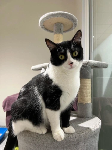 Cats Protection Scotland Cat Centre