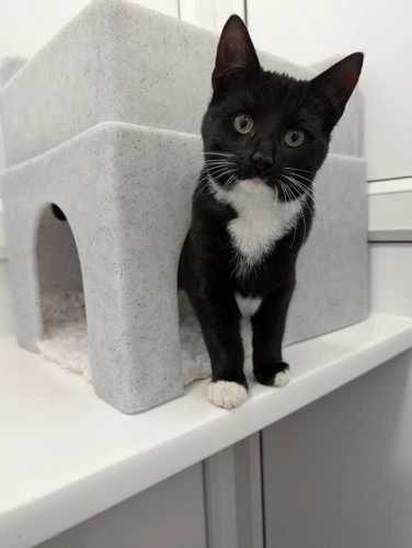 Cats Protection Leeds Cat Centre