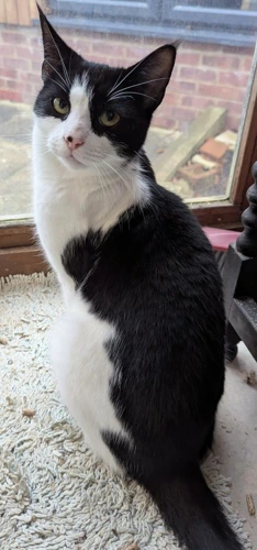 Cats Protection Andover & District Branch