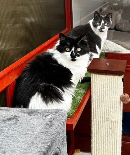 Cats Protection Hull & District Branch