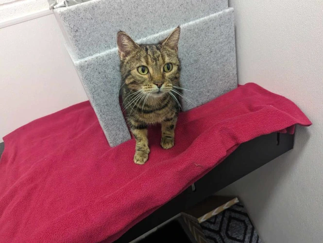 Cats Protection Sheffield & District Branch