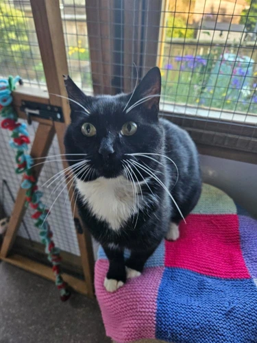 Cats Protection Halifax, Huddersfield & Wakefield Branch