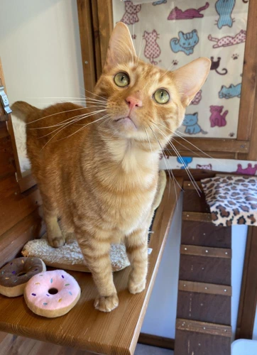 Cats Protection Crawley, Reigate & District Branch