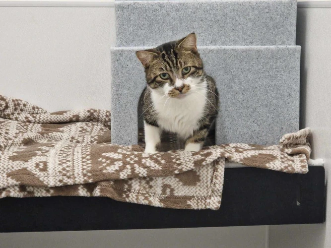 Cats Protection Sheffield & District Branch