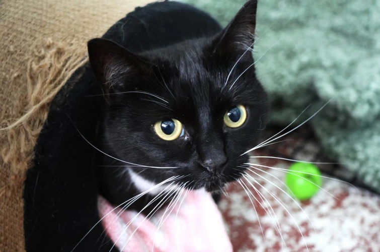 Cats Protection Wales Cat Centre
