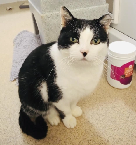 Cats Protection Halifax, Huddersfield & Wakefield Branch