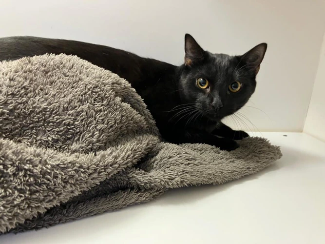 Cats Protection Arbroath & Central Angus Branch