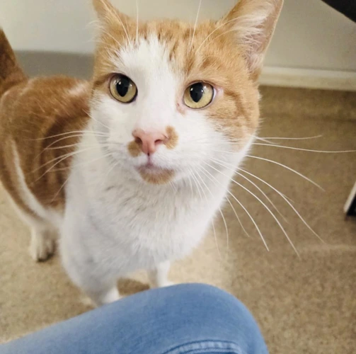 Cats Protection Halifax, Huddersfield & Wakefield Branch