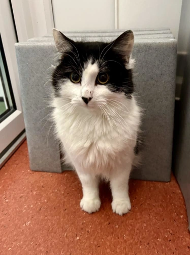 Cats Protection Leeds Cat Centre