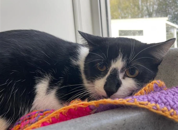 Cats Protection Central Norfolk Cat Centre