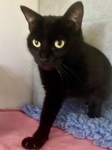 Cats Protection Brighton & Hove Branch