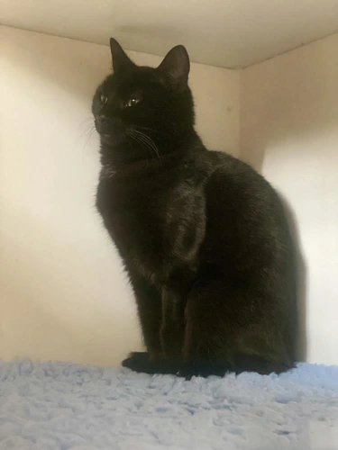 Cats Protection Brighton & Hove Branch
