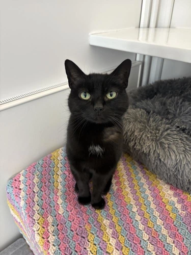 Cats Protection Leeds Cat Centre