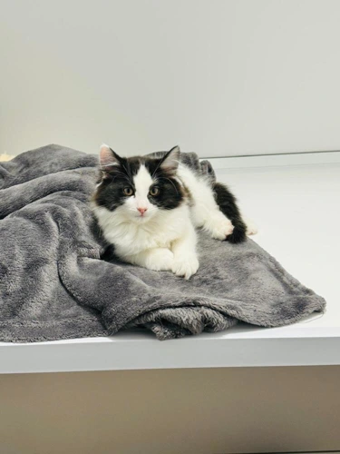 Cats Protection Halifax, Huddersfield & Wakefield Branch