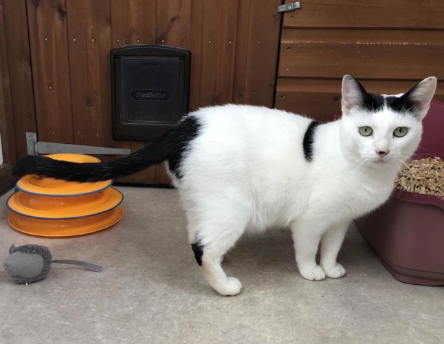 Cats Protection Rugby Branch