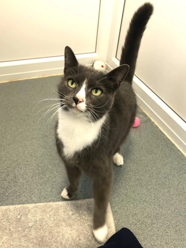 Cats Protection Tyneside Cat Centre