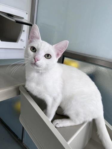 Cats Protection Cornwall Cat Centre