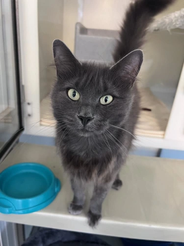 Cats Protection Cornwall Cat Centre