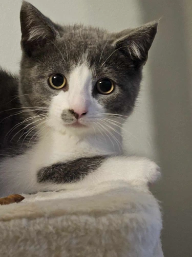 Cats Protection Swale Branch