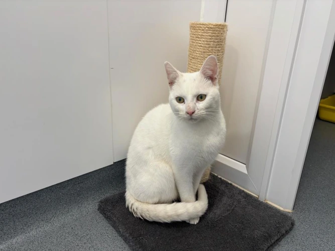 Cats Protection North Wales Cat Centre