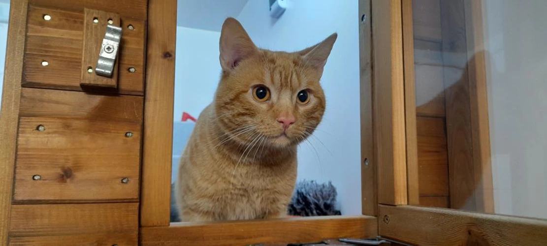 Cats Protection Arbroath & Central Angus Branch