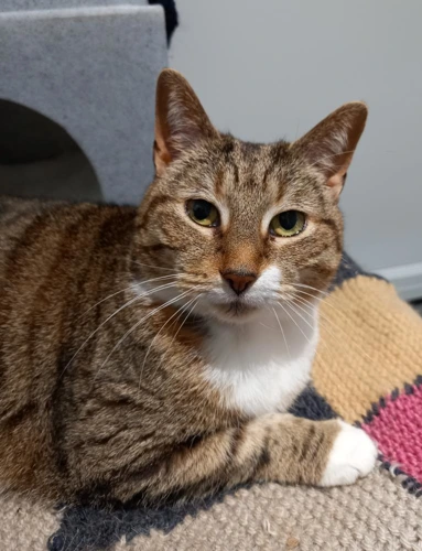 Cats Protection Leeds Cat Centre