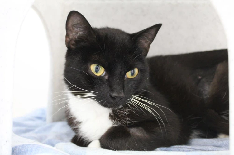Cats Protection Arbroath & Central Angus Branch