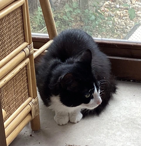 Cats Protection Basingstoke & District Branch