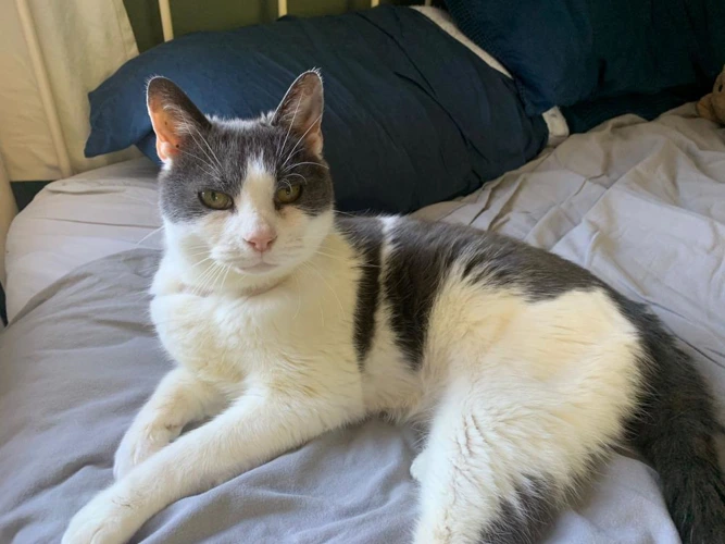 Cats Protection Brighton & Hove Branch