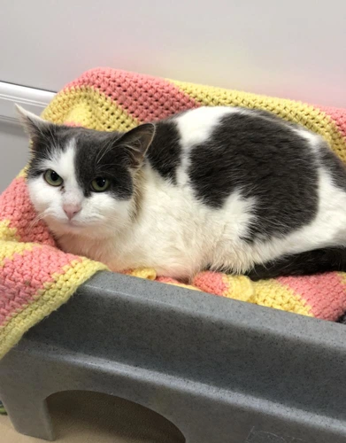 Cats Protection Tyneside Cat Centre