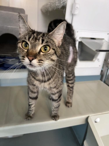 Cats Protection Cornwall Cat Centre