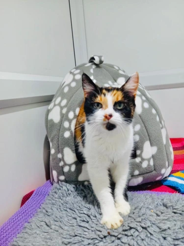 Cats Protection Leeds Cat Centre