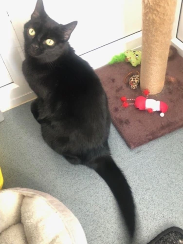 Cats Protection Tyneside Cat Centre