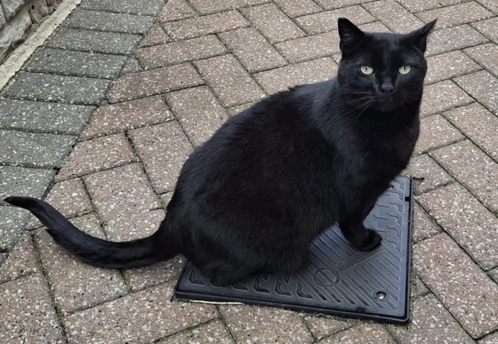 Cats Protection Halifax, Huddersfield & Wakefield Branch