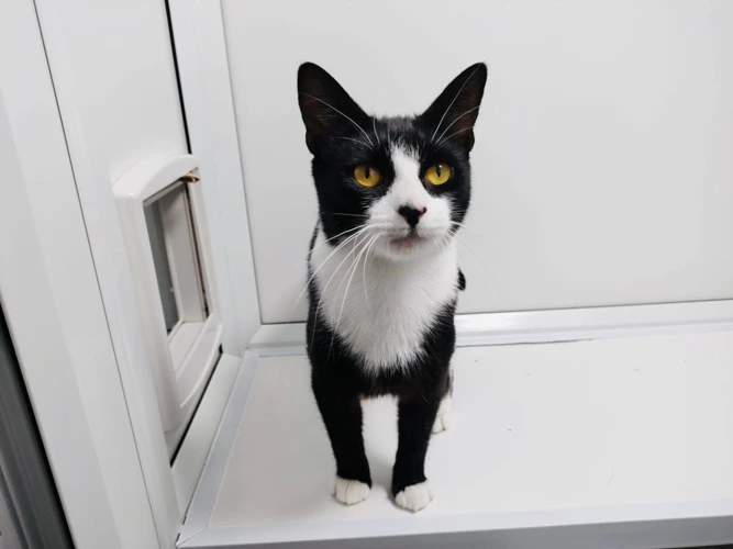 Cats Protection Halifax, Huddersfield & Wakefield Branch