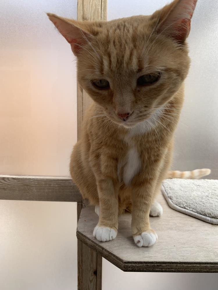 Find a cat near you | Adopt a cat | Cats Protection