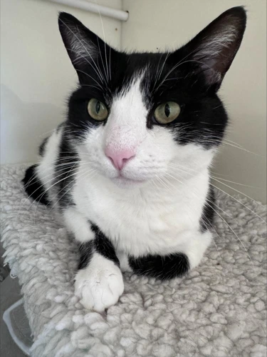 Cats Protection Cornwall Cat Centre